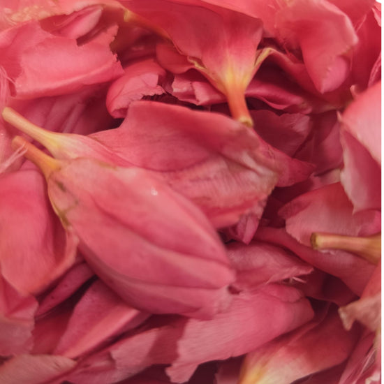Buy Fresh Arali Flower Online | Clicks to Cart Florist – ClickstoCart Inc.