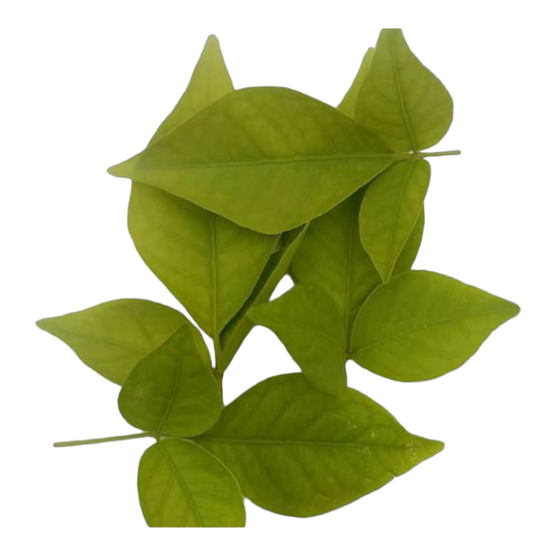 Bilva Leaves Vilva Ilai Vilva Aakulu Vilva ila Bel Patte 1 Pack 1 2 Kg Bag